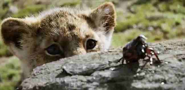 Tráiler acción real de 'El rey león'